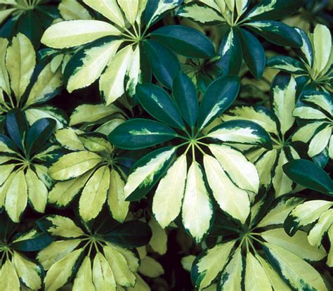 Schefflera Species Australian Umbrella Tree Ivis