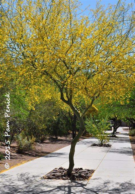 Palo Blanco Tree Arizona