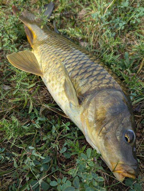 Red Ass Monkey Kebari Sakasa Flies 12 Pack — Dragontail Tenkara