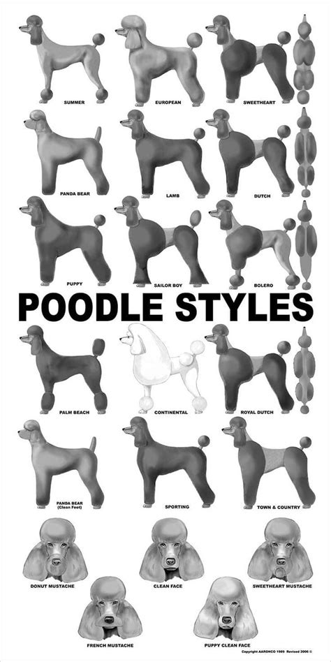 Different Standard Poodle Cuts Popular Mens Haircuts