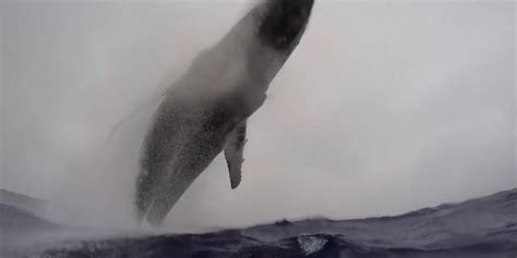 Whale Makes Huge Leap Out Of Ocean In Front Of Divers The Dodo
