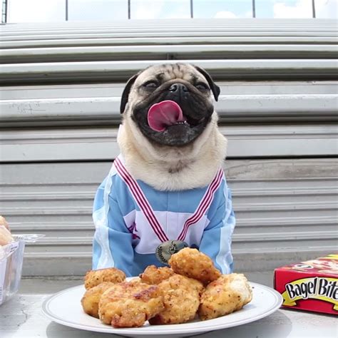 Doug The Pug Olympics Youtube