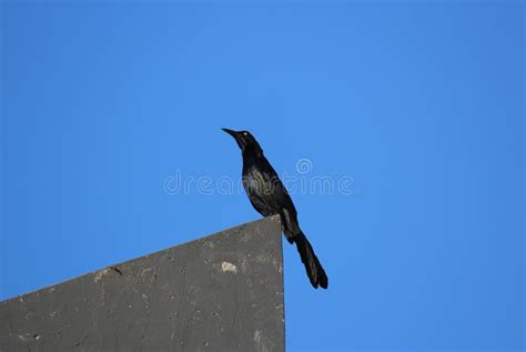 Birds And Urban Environments Quiscalus Mexicanus Male Guatemala City