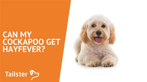 Can My Cockapoo Get Hayfever