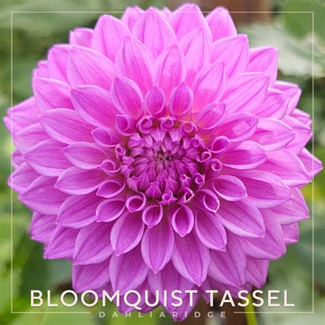 Bloomquist Tassel Dahlia Ridge