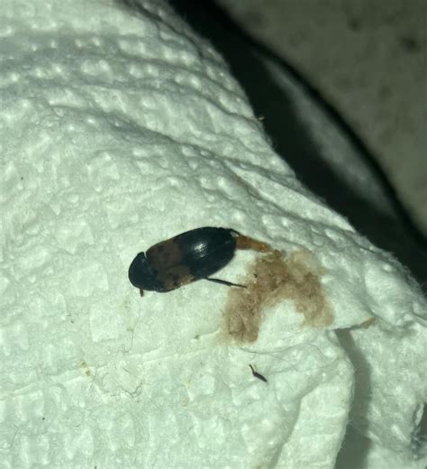 Is This A Roach Nymph Rpestcontrol
