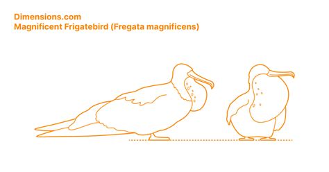 Frigate Bird Drawing