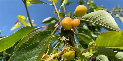 Artículo Consideraciones Sobre Las Causas Y El Manejo De Frutos Dobles