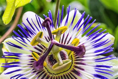 Les Différentes Sortes De Passiflores Notre Sélection De Quelques