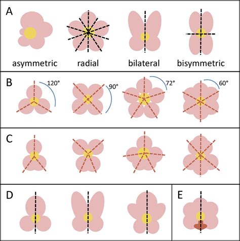 radial symmetry in architecture