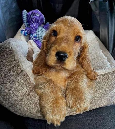Cocker Spaniel Ins Gram On Instagram Posted Withregram • Cockerkento Cute Credit Augustus