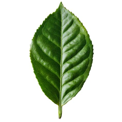 Green Tea Leaf 53482738 Png