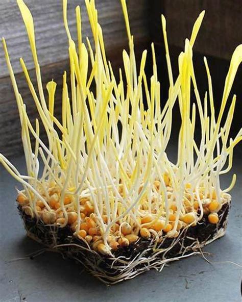 Corn Microgreen Seeds Mountain Top Seed Bank