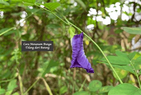 Cara Menanam Bunga Telang Dari Batang Kekei