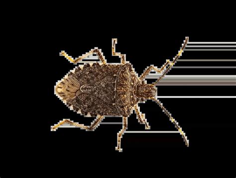 Stink Bugs Control Sydney ⭐