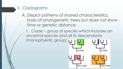 Phylogeny And The Tree Of Life Ppt Download