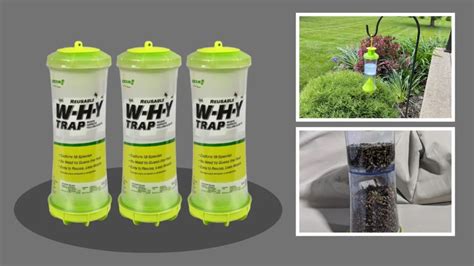 8 Best Wasp Traps Outdoor Hanging Review And Guide