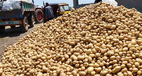 إنقاذ الأصول الوراثية تقليل استيراد تقاوى البطاطس وتحسين النخيل