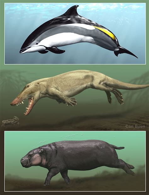 Skin Deep Aquatic Skin Adaptations Of Whales And Hippos Evolved