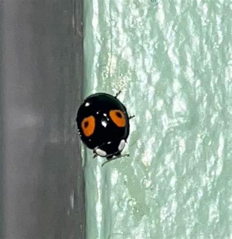 What Type Of Ladybug Is This Ive Never Seen One Like It Before Uk R Insects
