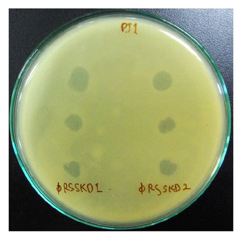 Spot Assay On Cpg Medium Showing Different Plaque Morphologies Which