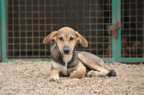 Trusky Streunerglück Ev