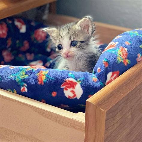 Dwarfism Cats For Adoption