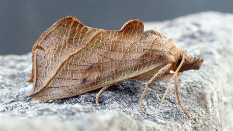 Blood Suckers And Tear Drinkers Butterflies And Moths Australian