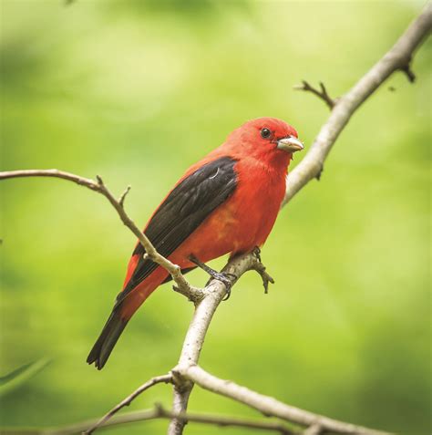 Red Birds Images