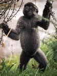 Woolly Monkey Sanctuary Information And Photographs Strolling Guides