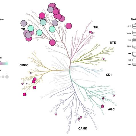 Kinase Phylogeny Tree Of Livers From Gnur Treated Compared To
