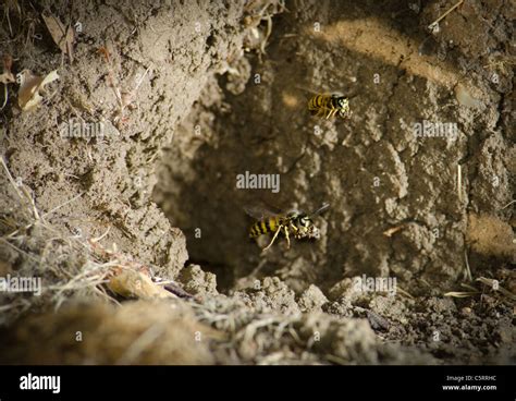 Common Wasps Yellow Jackets Vespula Vulgaris Leaving A Ground Mud