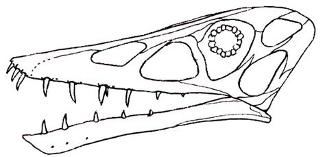 Pterosaur Database Making Pterosaurs Fly