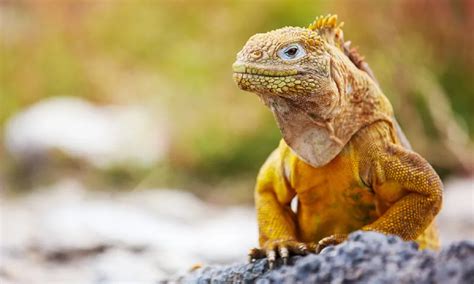 Biologové na Galapágách vrátili draky do sopek. Vzácní leguáni mají ...