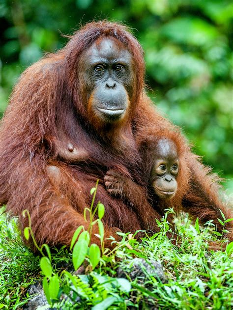 Indonesia Luxury Tour Itinerary Extraordinary Journeys