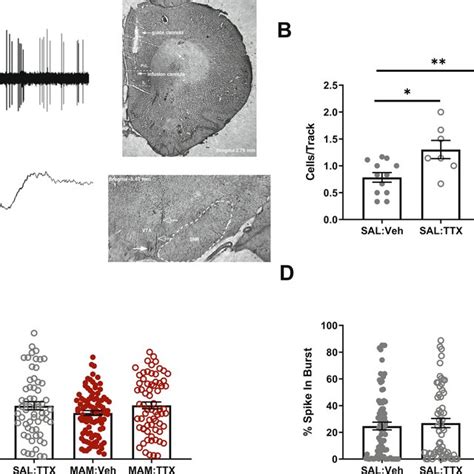 Population Activity And Ilpfc Control Of Vta Dopamine Neurons Were Download Scientific Diagram