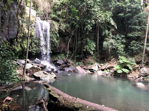 Cedar Creek Falls Aussie Bushwalking