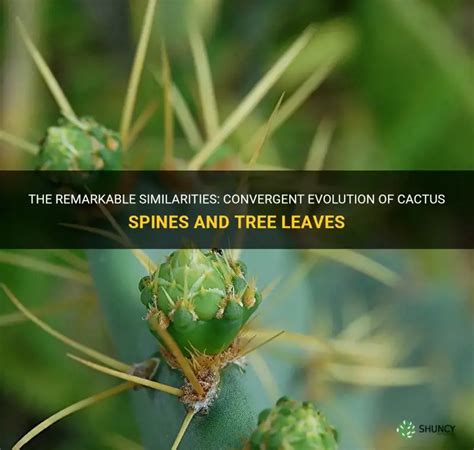 The Remarkable Similarities Convergent Evolution Of Cactus Spines And