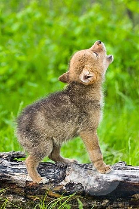 Cute Wolf Puppies Howling