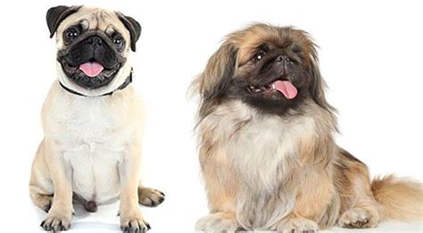 ֍ Historia De La Raza De Perro Pug Carlino Pug 【 Todos Los Detalles
