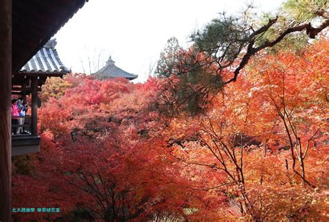 【京都幕間旅情】東福寺円爾さんこと聖一国師円爾と臨済宗黄龍派印可受けた明菴栄西さんの禅宗とお茶文化 北大路機関