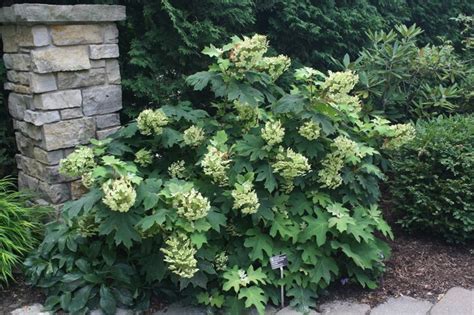 Hydrangea Quercifolia Pee Wee Oak Leaf Plants Hydrangea