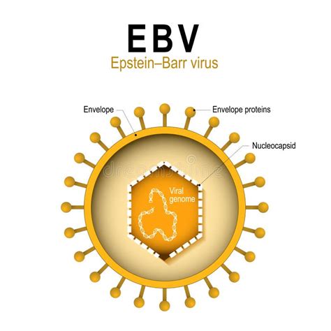 Ebv结构的图 向量例证 插画 包括有 绘制 模式 染色体 医学 传染 肝炎 信包 包围 98655638