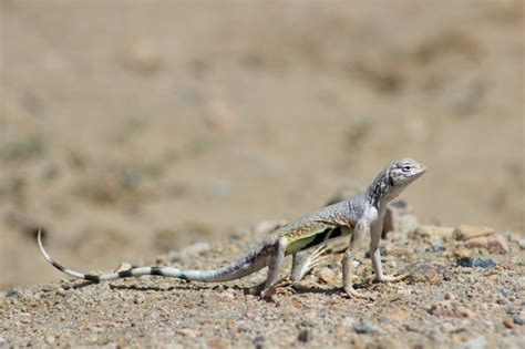 Zebra Tailed Lizard Nevada Department Of Wildlife