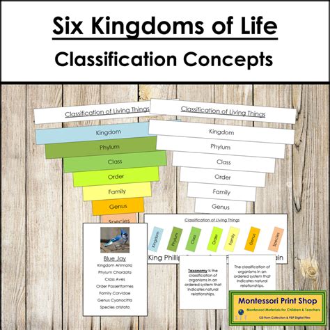 Six Kingdoms Of Life Classification Concepts Made By Teachers