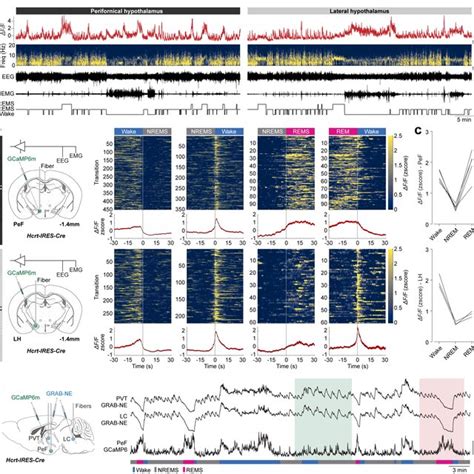 Hypocretin Neurons Of The Perifornical Hypothalamus Are Rems Active
