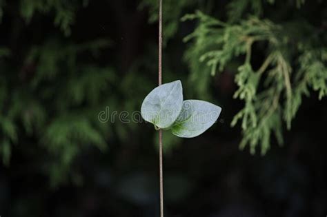 Focus Shot Of Two Leaves Hanging From A Stem Stock Image Image Of