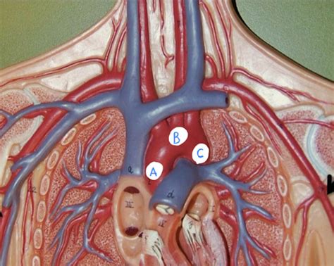Arteries Flashcards Quizlet