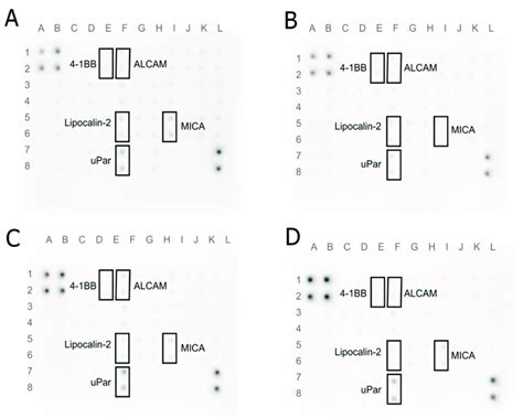 Antibody Array Analysis Of Human Cell Membrane Receptor Original