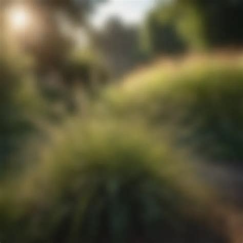 Soft Grasses Types Characteristics And Uses